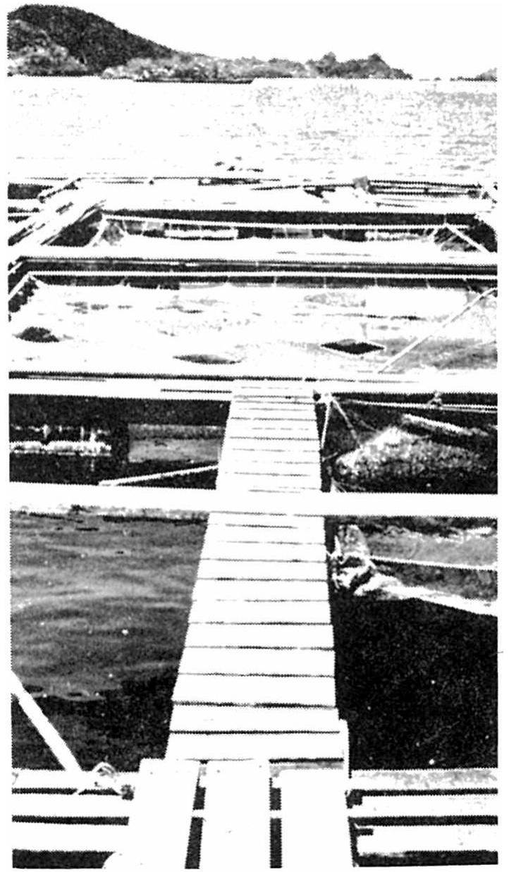 Floating cages for grouper and other finfish broodstock at