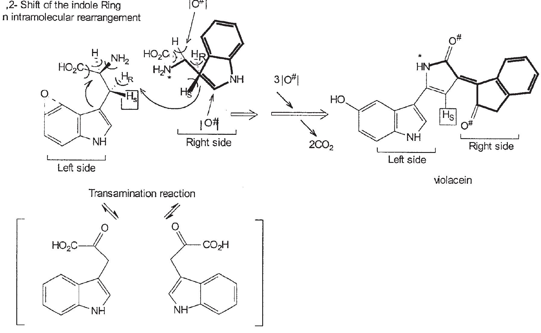 Summarized scheme for violacein biosynthesis. (modified from