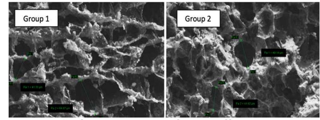 Sem images of the different porosity and pore sizes of
