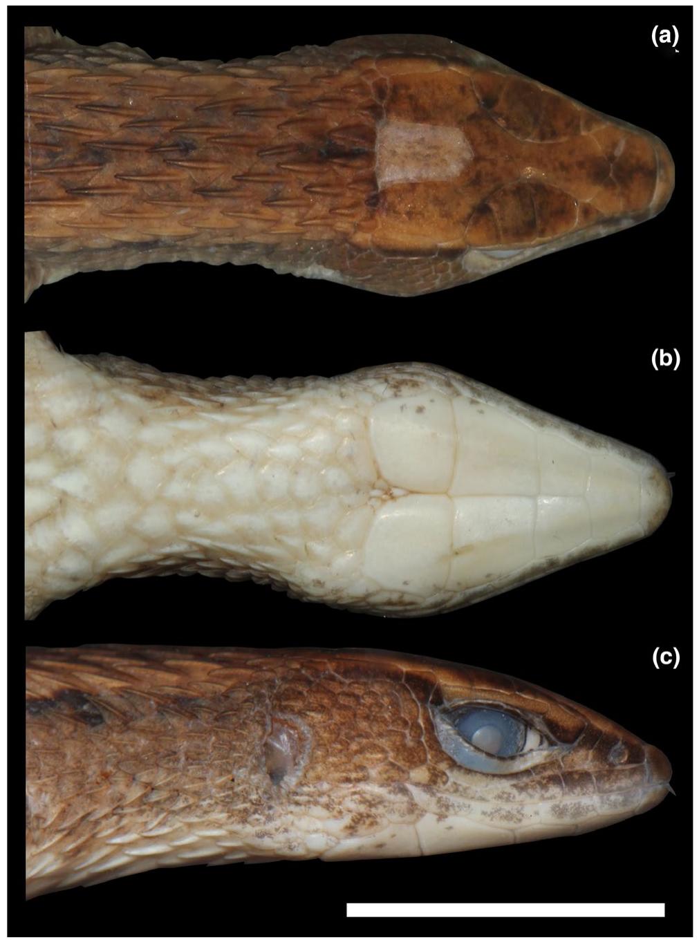 (a) dorsal, (b) ventral and (c) lateral views of the head