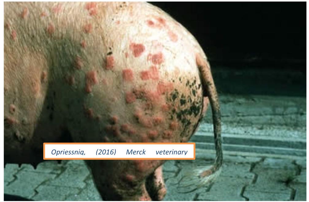 Diamond-shaped skin erythematous eruptions of the skin of a