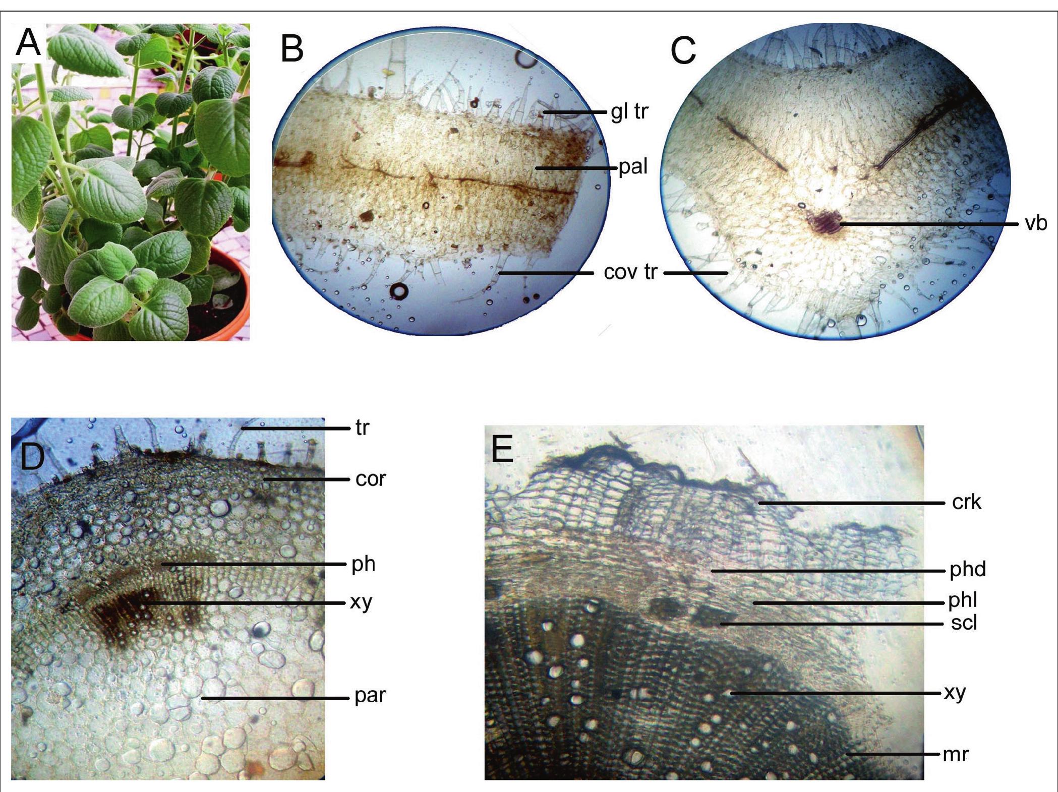 Morpho-anatomical features of coleus amboinicus a.