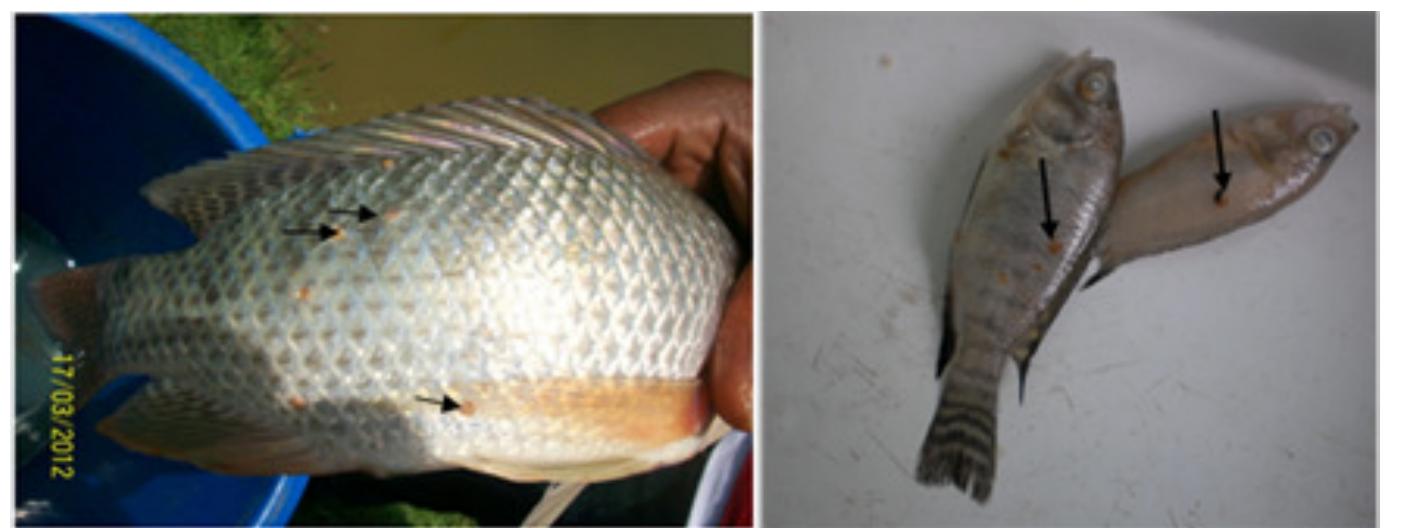 Figure 4 - Common fish diseases and parasites affecting wild