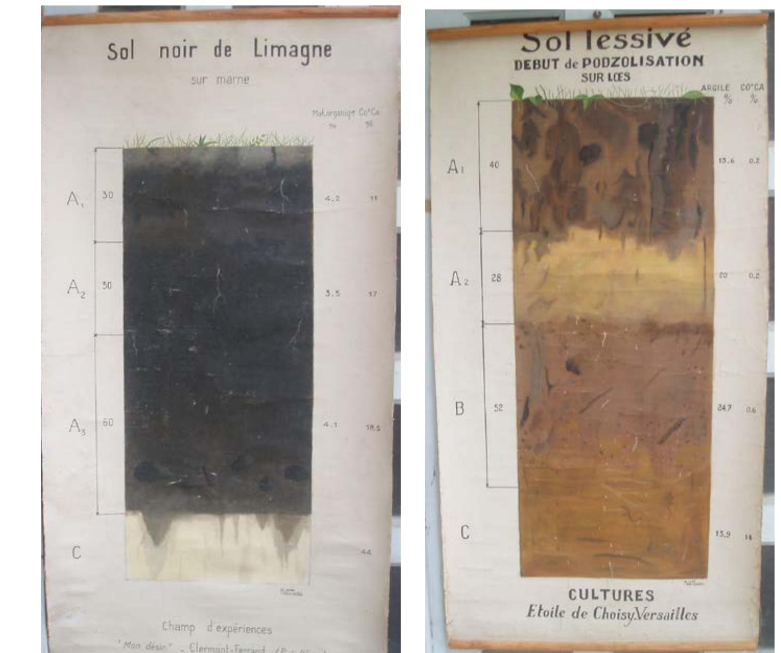Unknown artist. paintings of soil profiles used by a.