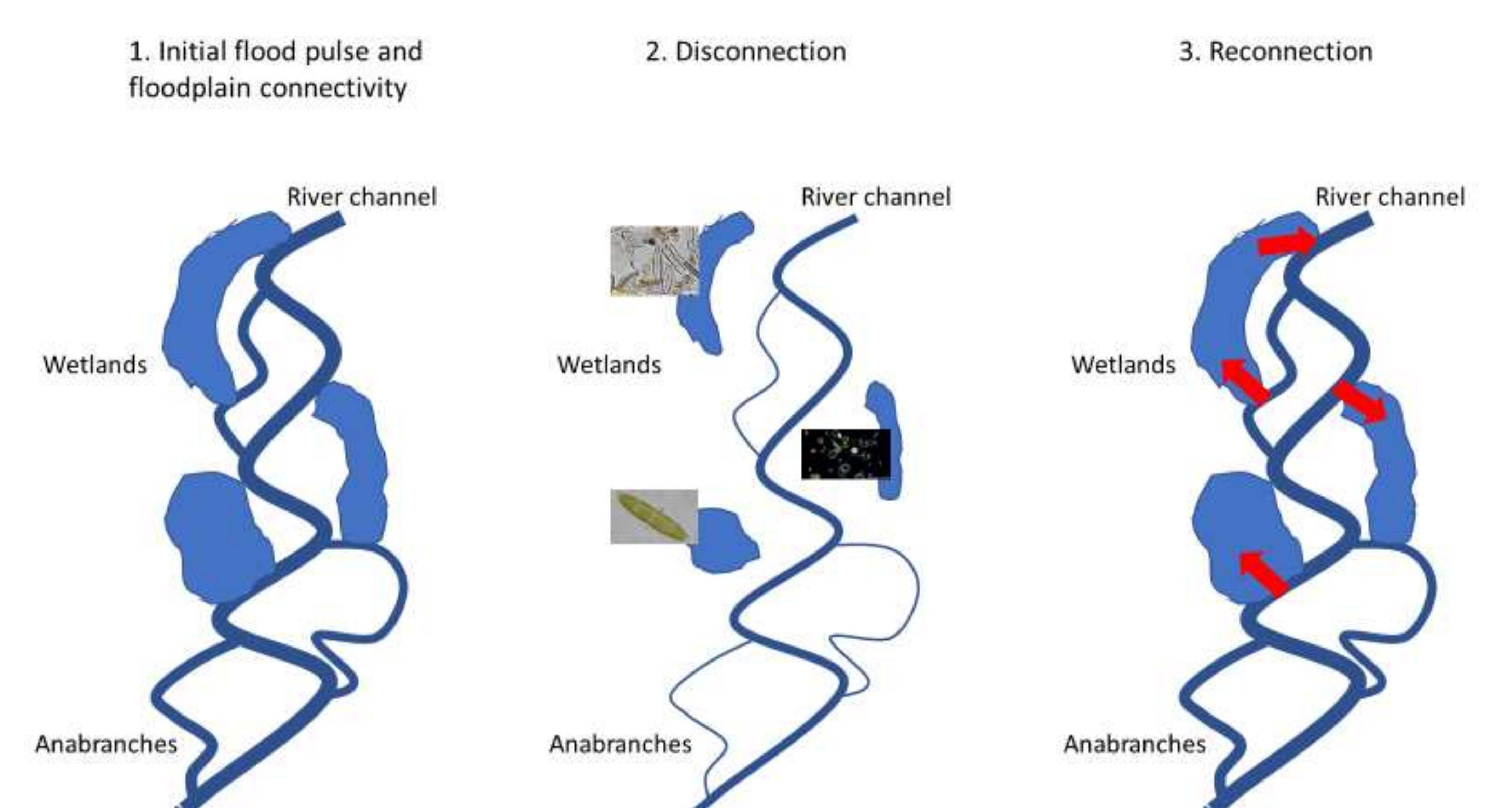 Conceptual diagram summarizing mechanisms by which