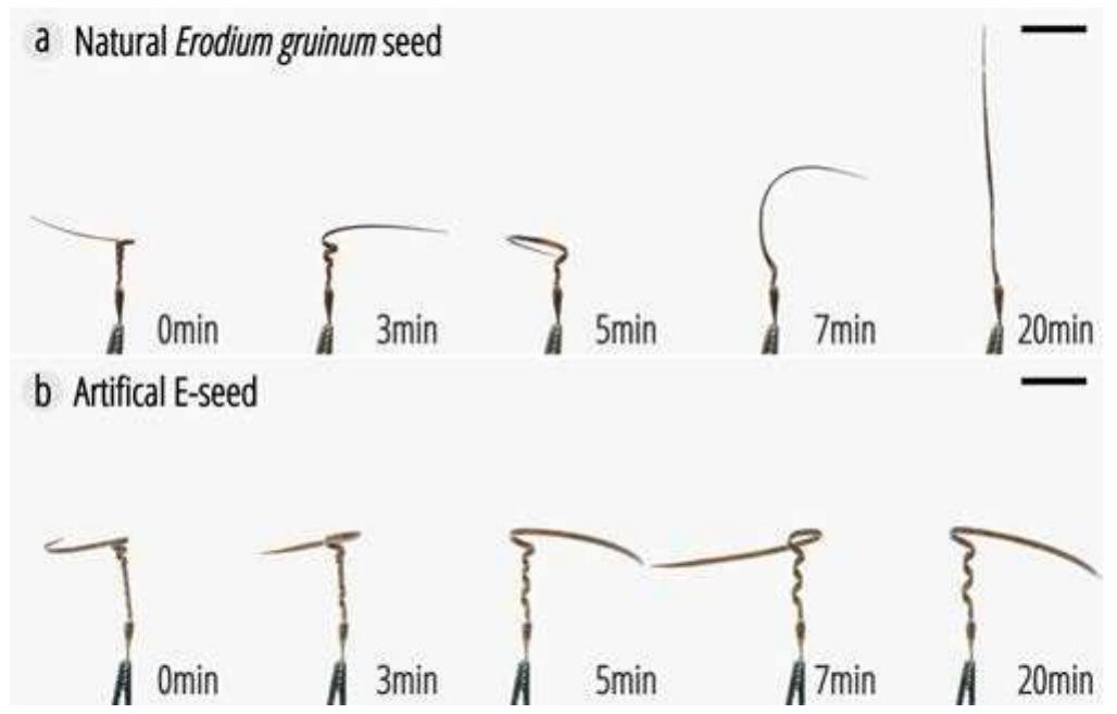 Figure 3 - from E-seed