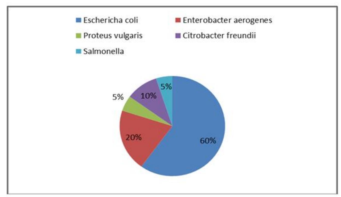 Pie chart showing distribution of coliform bacteria in
