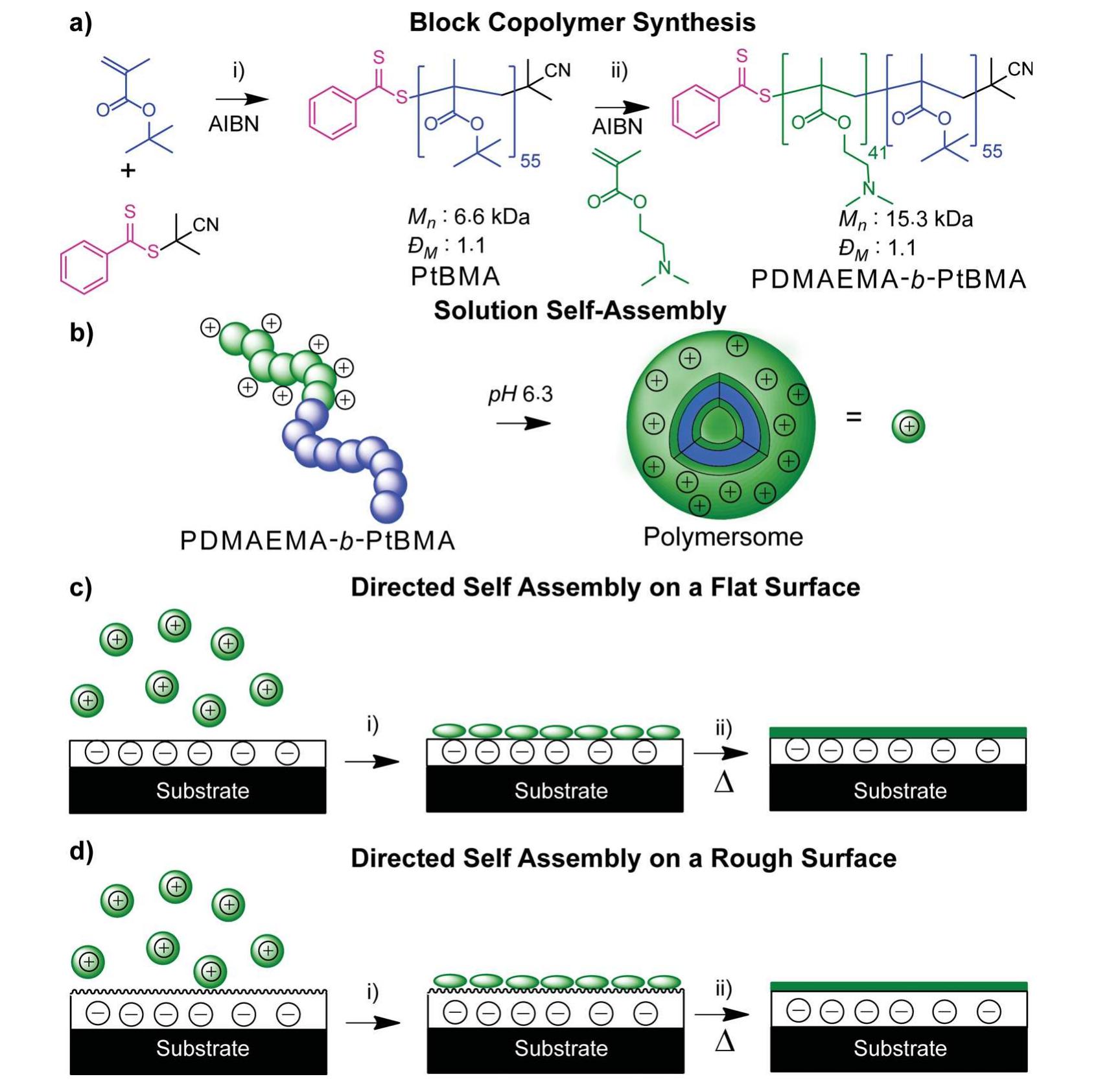 A) i) preparation of ptbma via raft mediated polymerization;