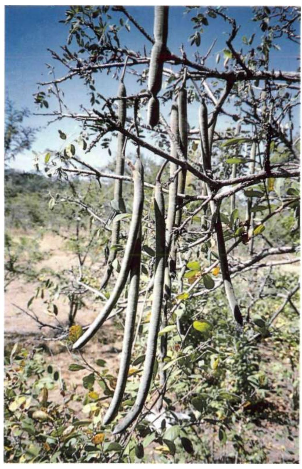 Figure 8 - from Indigenous knowledge of medicinal trees and