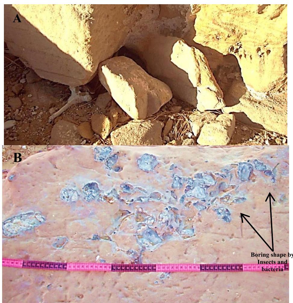 A. b biological deterioration at el-nadora temple showing