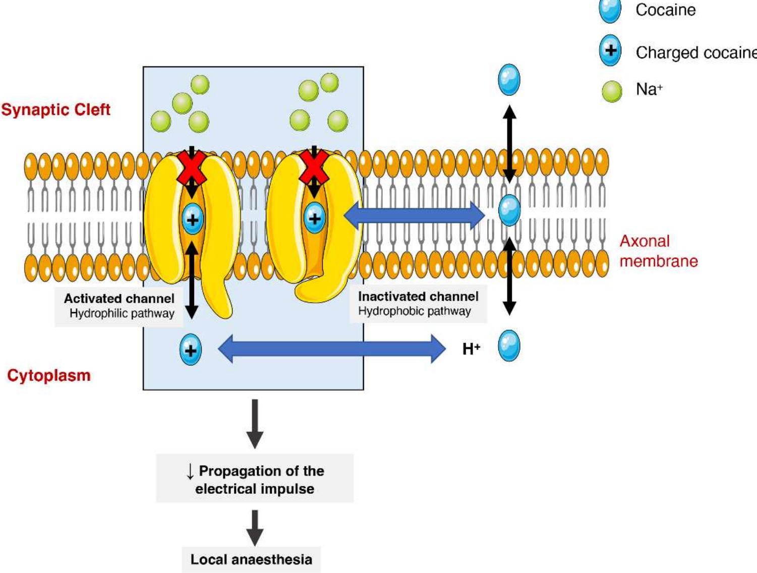 Schematic representation of cocaine’s interaction with