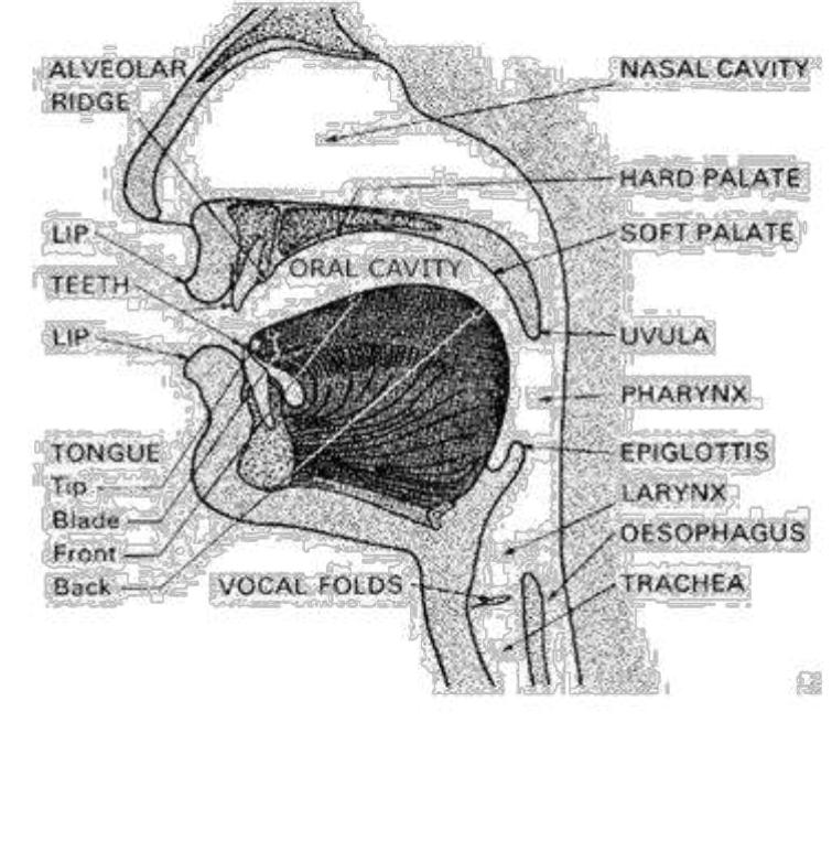 Figure 3 - THEORY PHONOLOGY, ENGLISH VOWEL, ENGLISH
