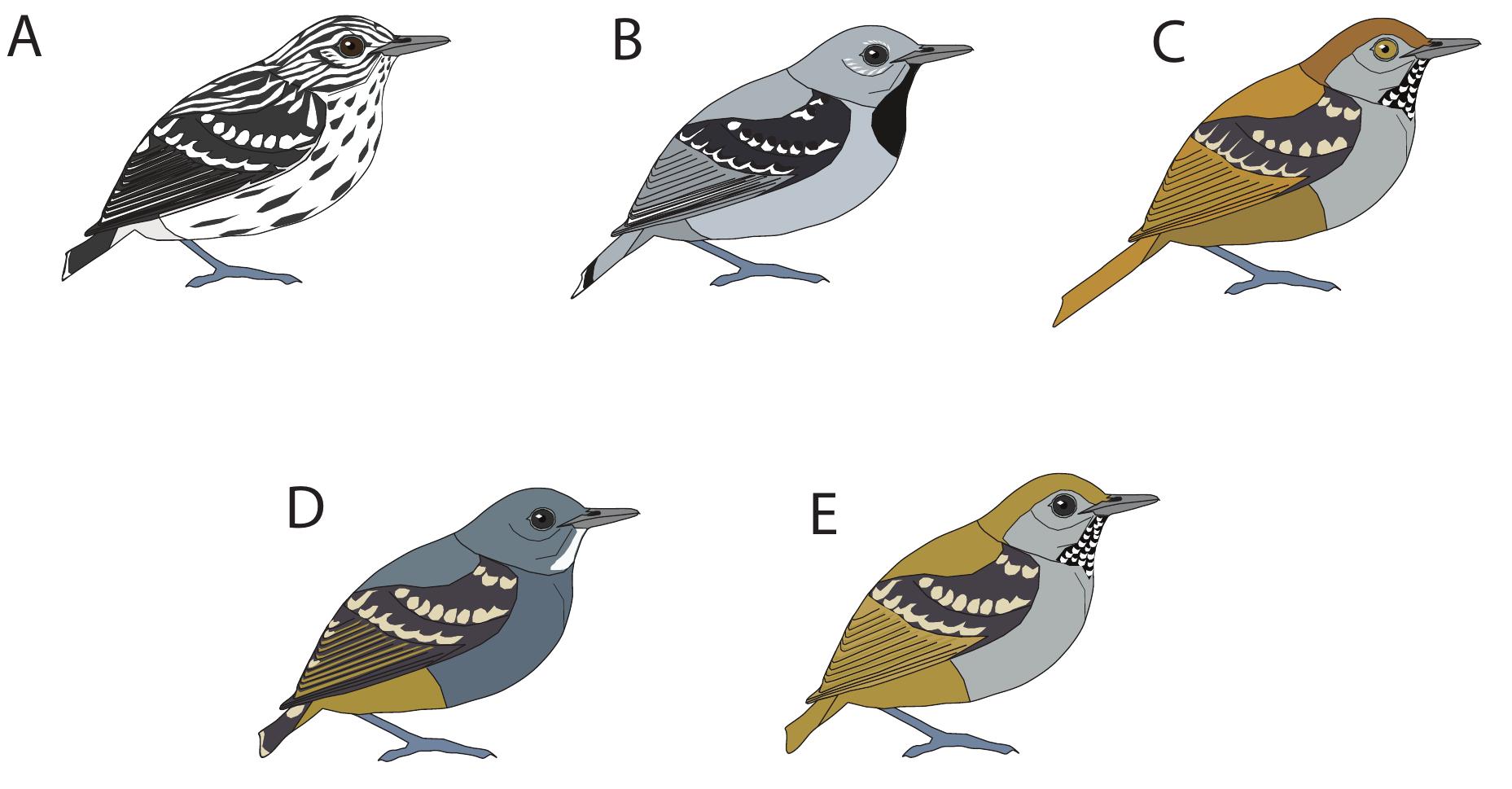 Current taxonomic classification places the