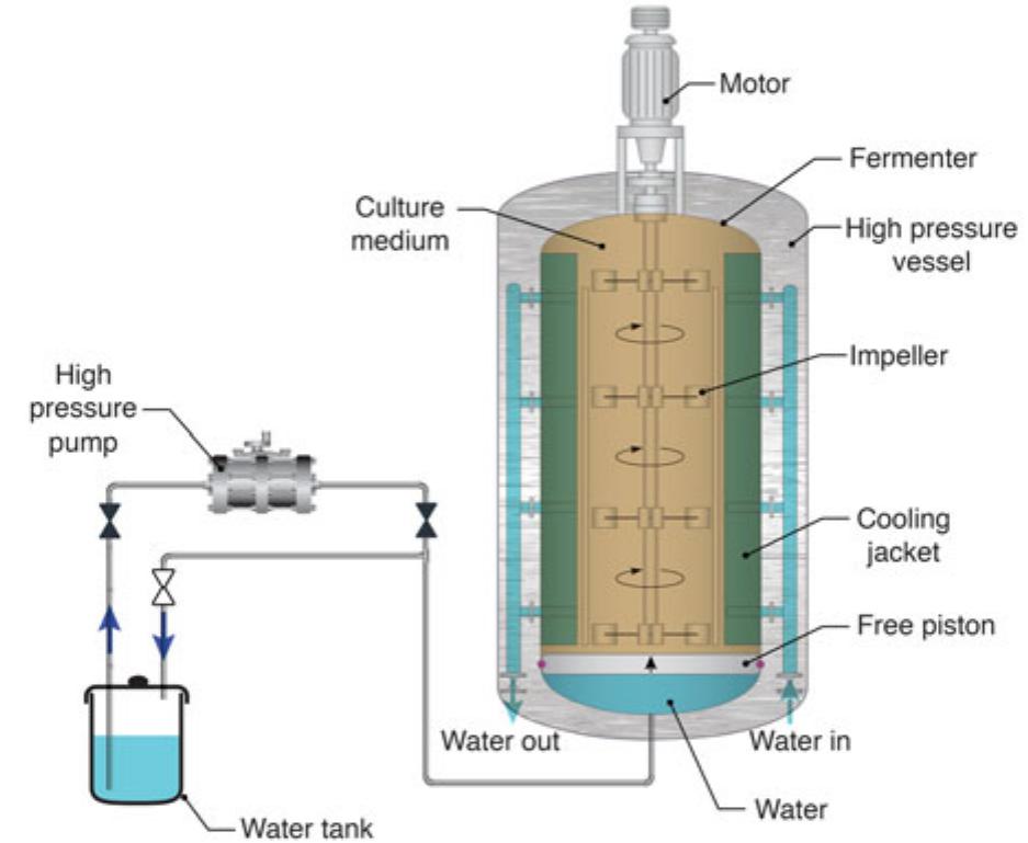 Schematic representation of microbial fermentation under hp