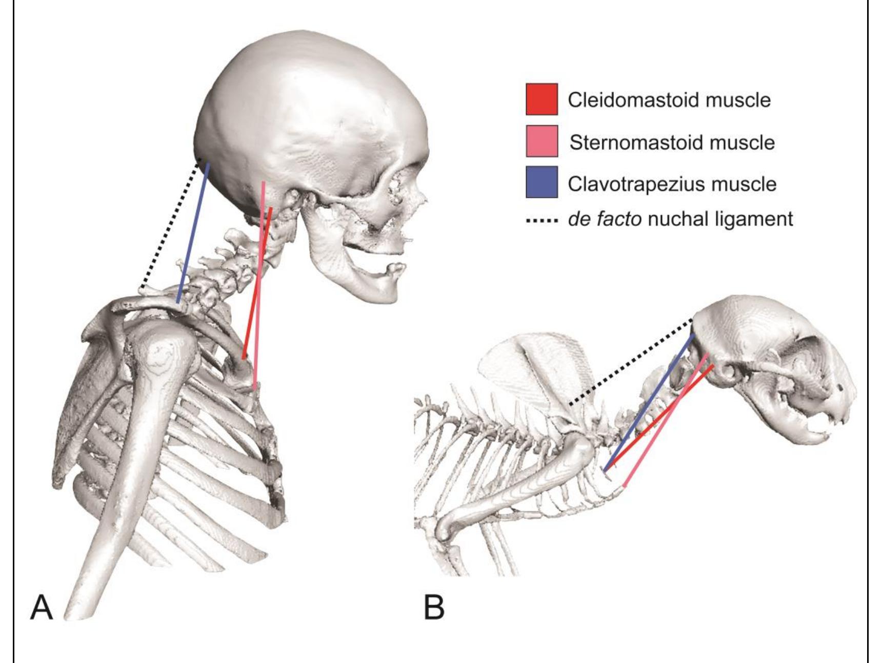 3. the lowered head-neck postures of a human and a cat. a: