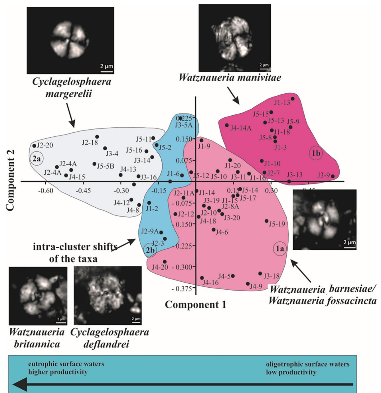Principal component analysis (pca) showing cluster