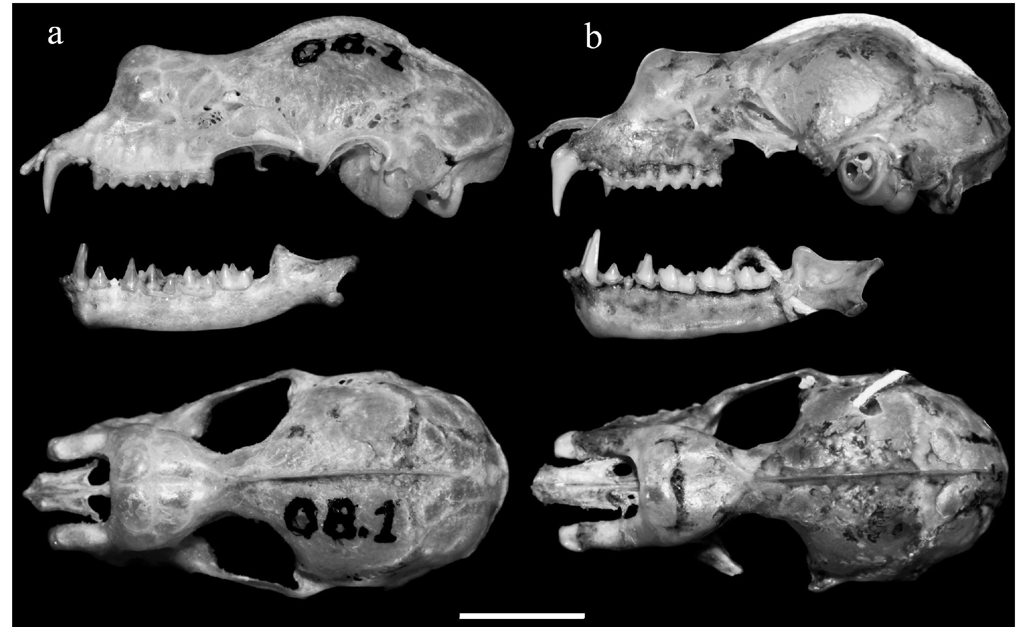 Fic. 3. lateral and dorsal views of the skull of (a) r.