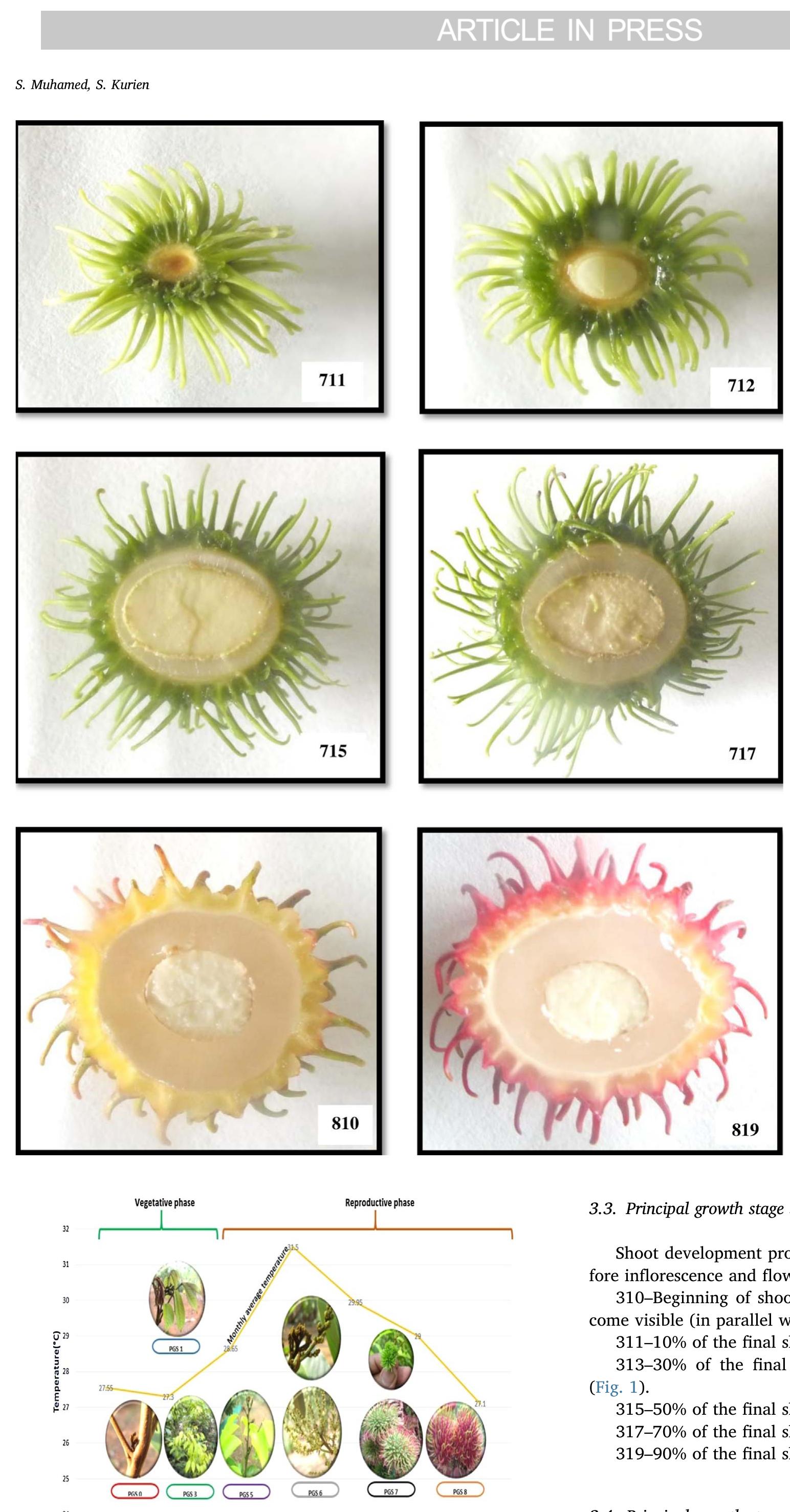 Figure 3 - from Phenophases of rambutan ( Nephelium