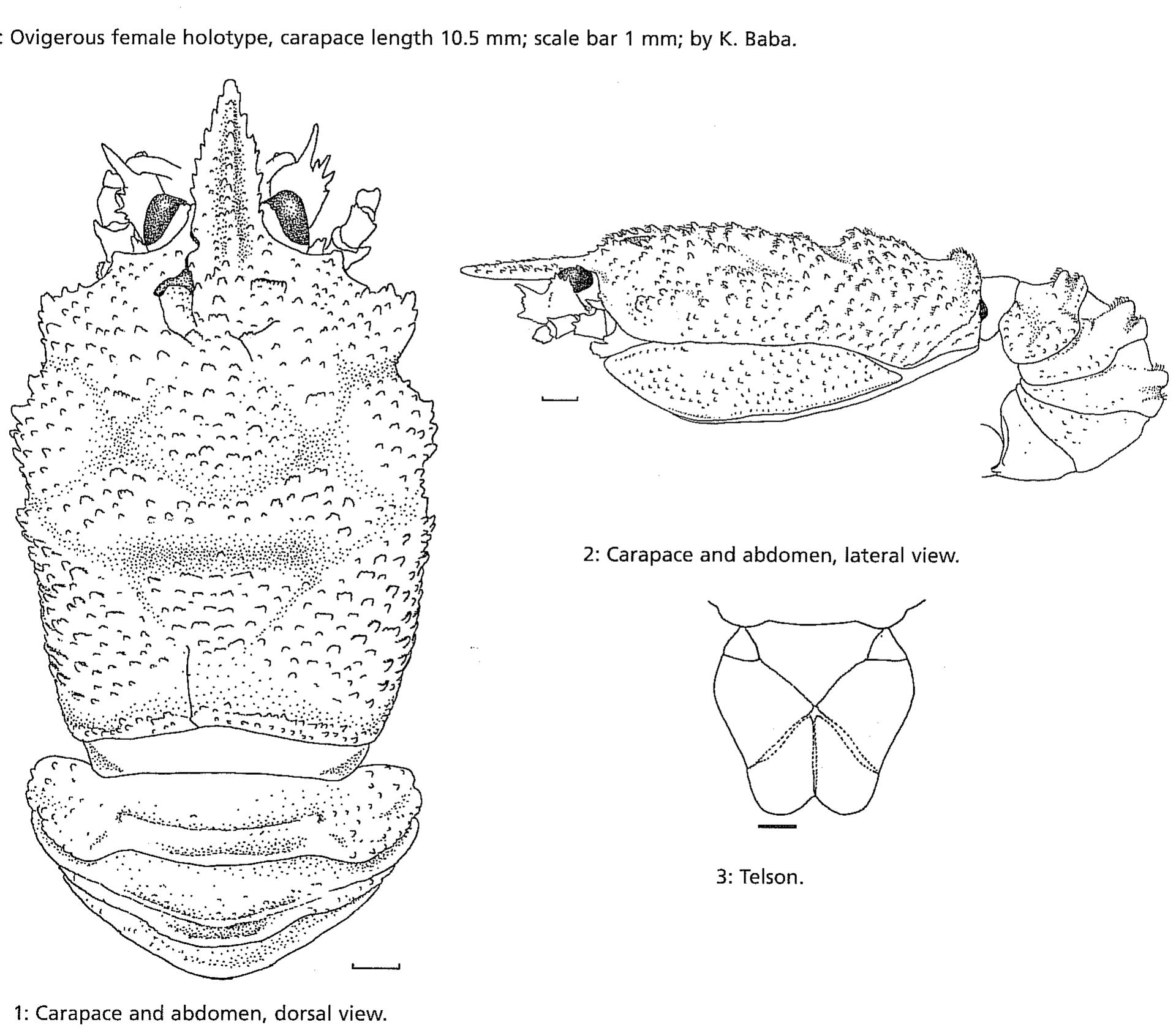 Figure 18 - from Handbook of Deep-Sea Hydrothermal Vent