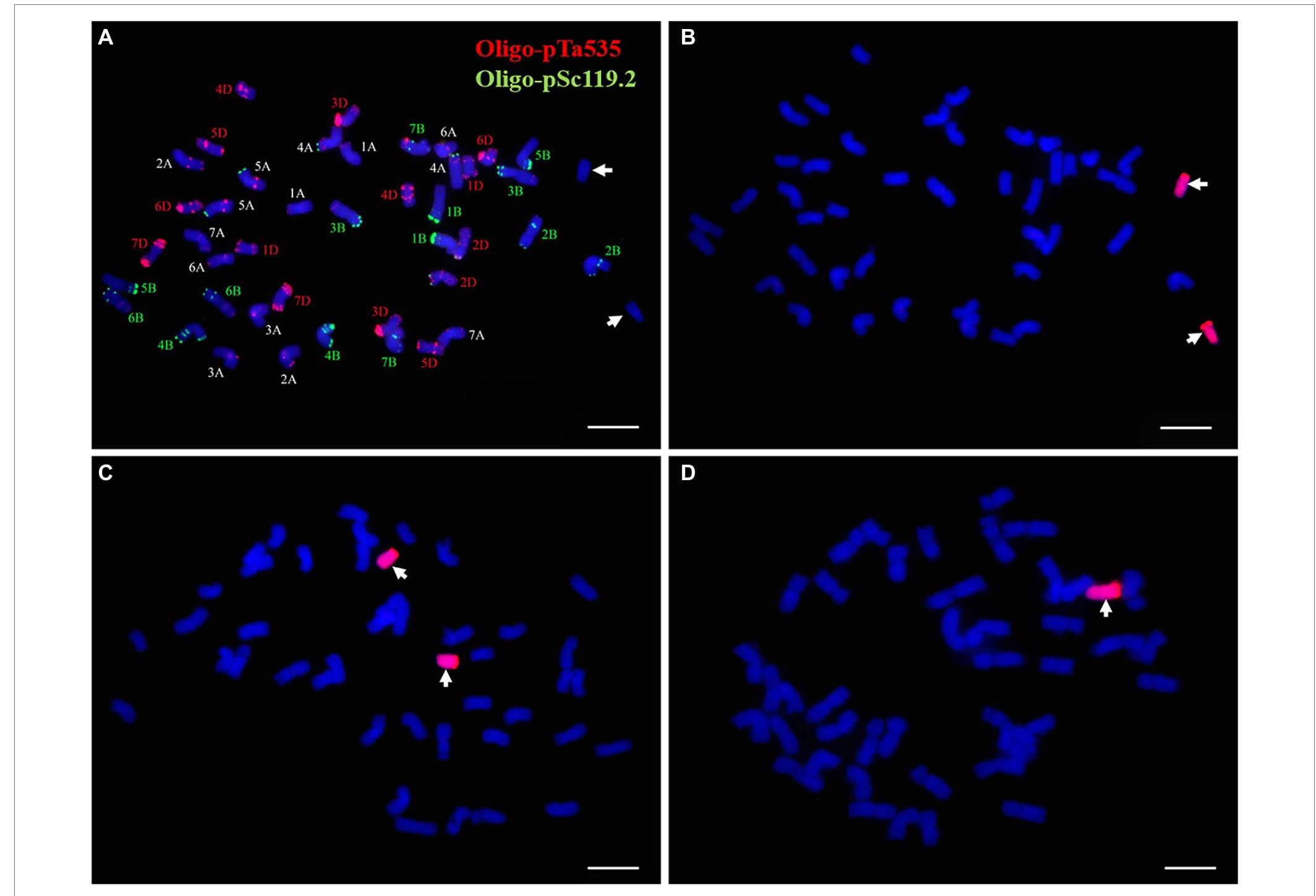 | fish and sequential gish identification of the wheat-p.