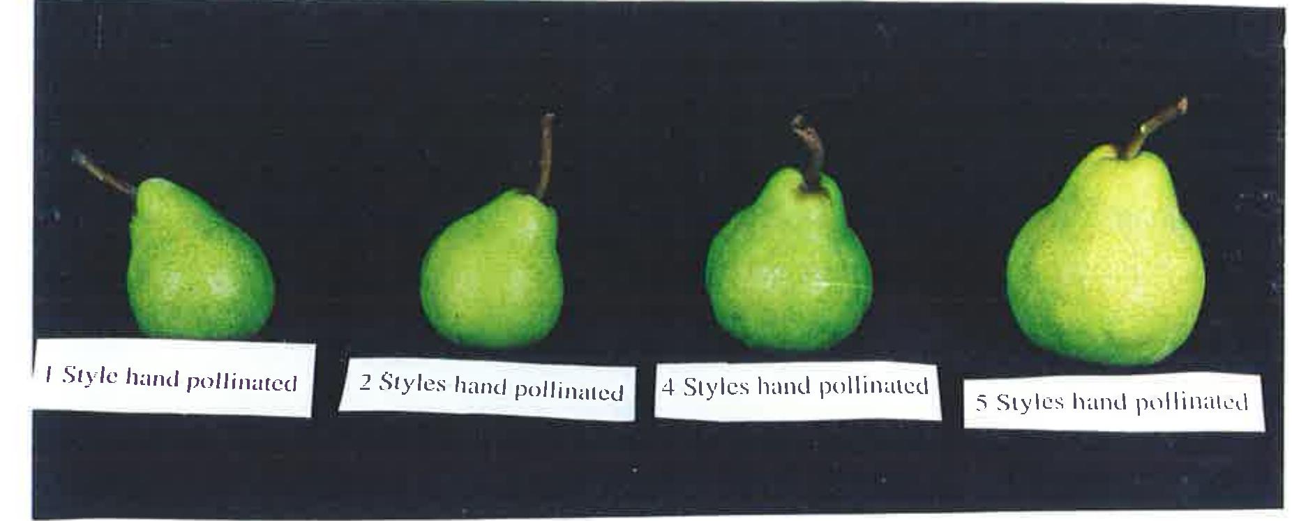 Figure 53 - Pollination, fruit set and identification