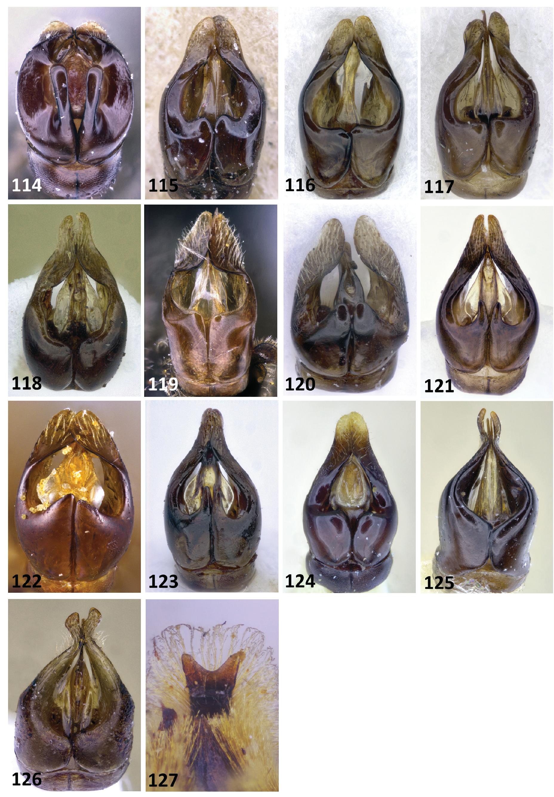 S 114-127. andrena (poecilandrena) male genitalia, dorsal