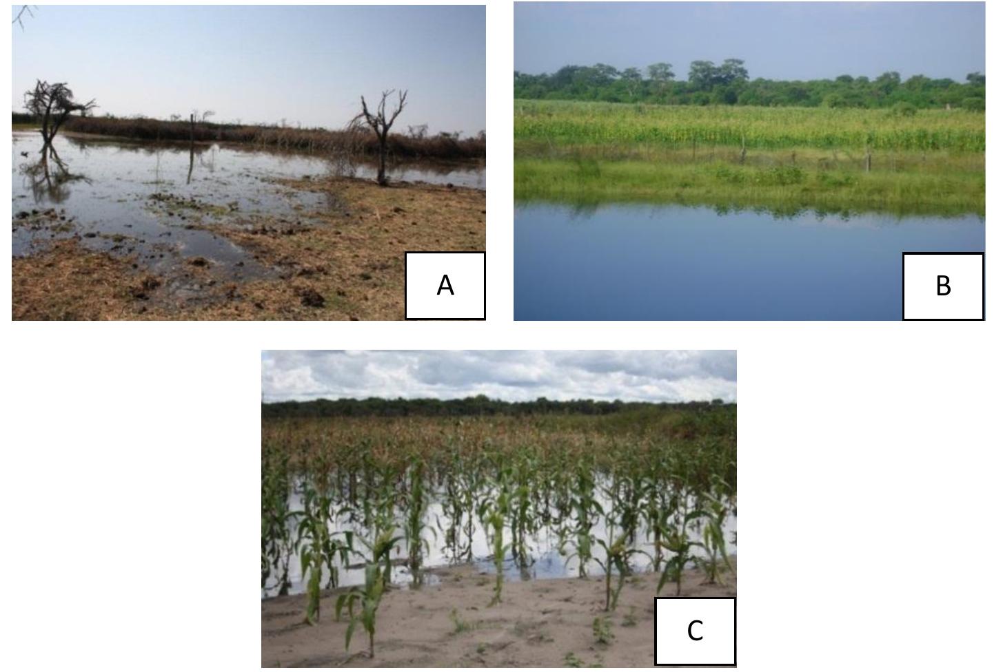 Molapo field flooded (a), maize in molapo field ((b),