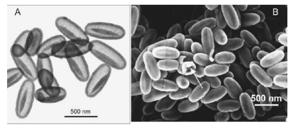 A) tem and b) sem images of double-walled sno, nano- cocoons
