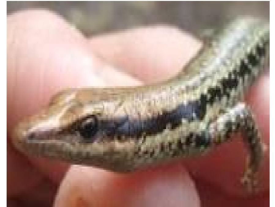 A native bronze-headed skink, emoia parkerii, locally known