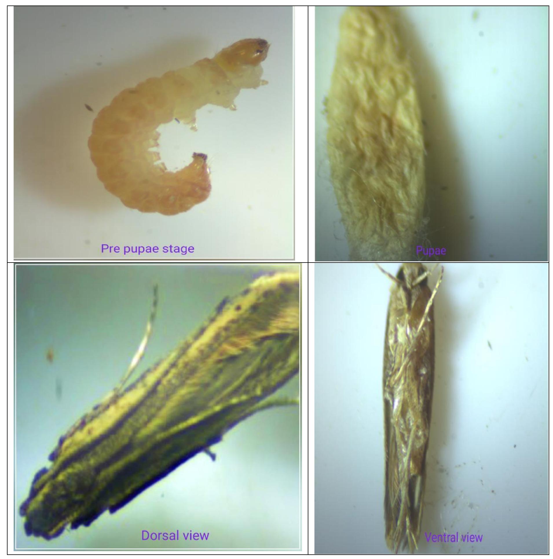 Photo gallery of different life stages of lesser date moth