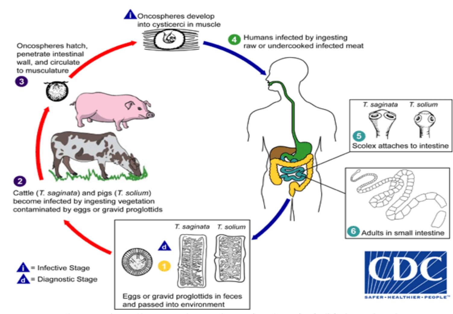 Source: http://www.cdc.gov/parasites/taeniasis/biology.htm