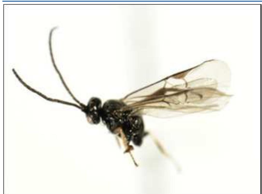 Figure 12 - Biology of Aquatic Insect of Order of