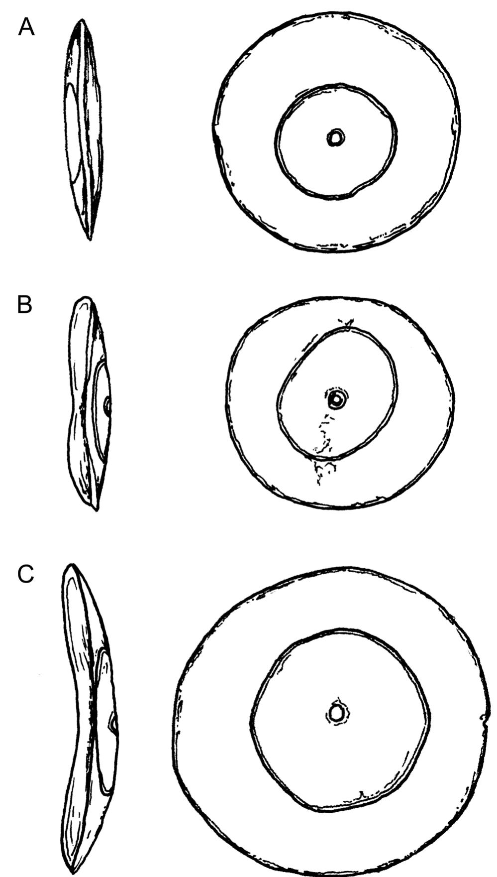 Marine shell ear disks, front and cross sections (20-5154,