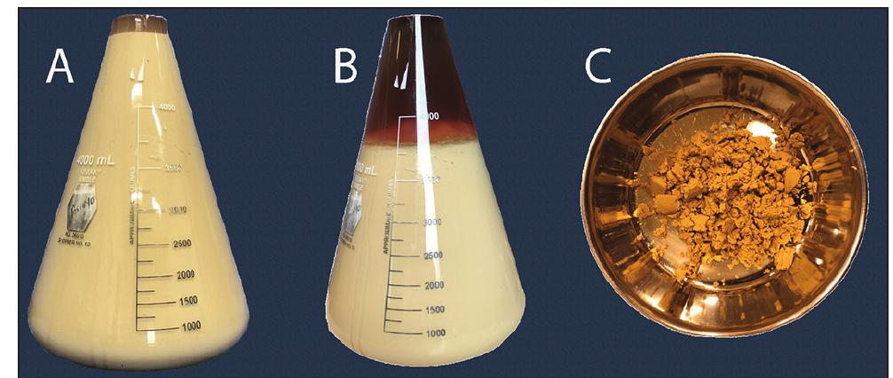 Figure 4 - from Sabulous cystitis in the horse: 13 cases