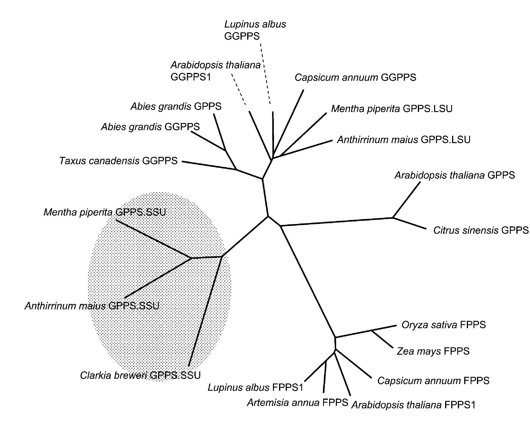 A neighbor-joining tree based on degree of sequence