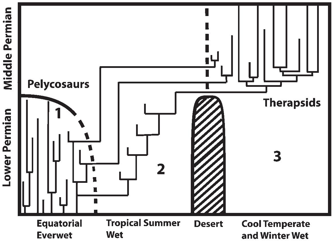 Model of the origin of therapsida. phase 1: radiation of