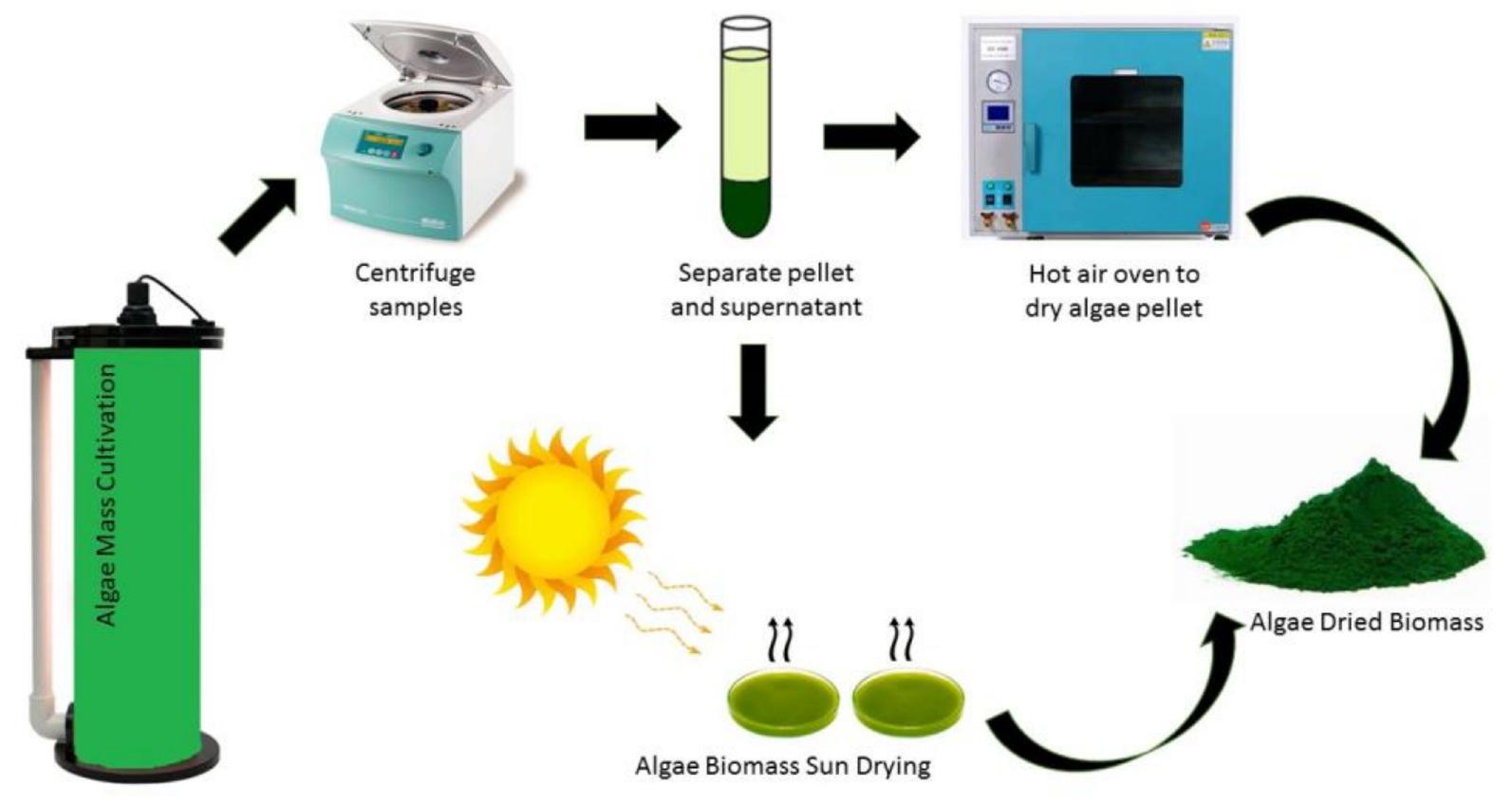Microalgae harvesting and biomass production. to measure