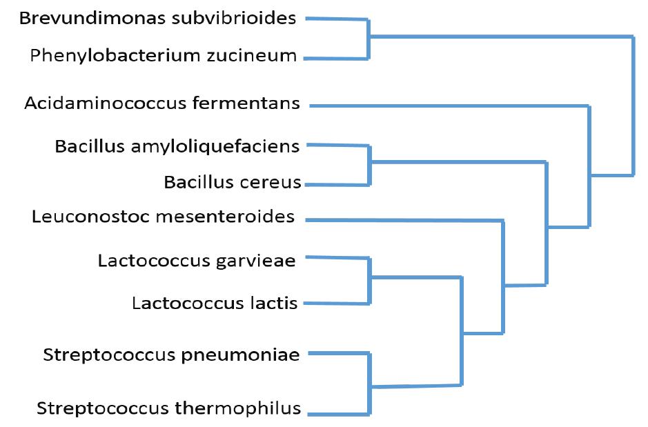 Phylogenetic tree for a set of ten bacteria using the