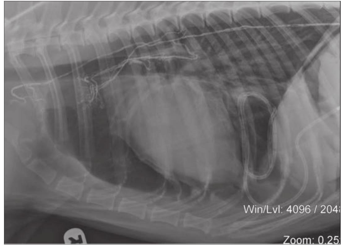 Lateral thoracic radiograph of a dog that has undergone