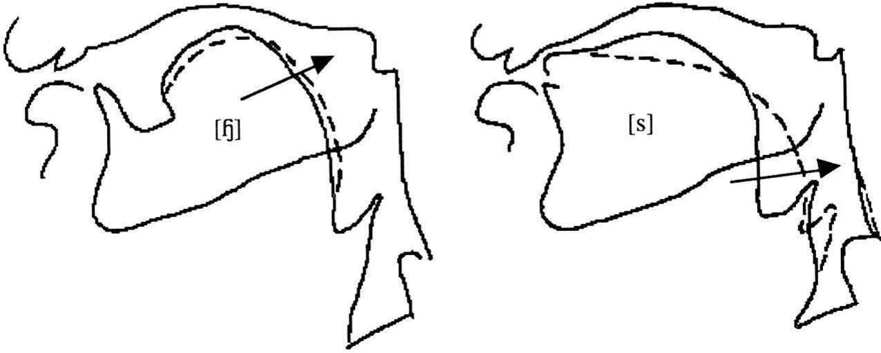Midsagittal profiles illustrating tongue body movement