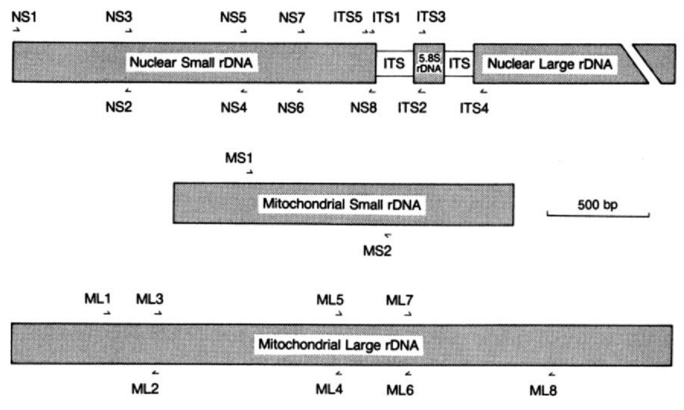 (PDF) Amplification and Direct Sequencing of Fungal Ribosomal Rna Genes ...