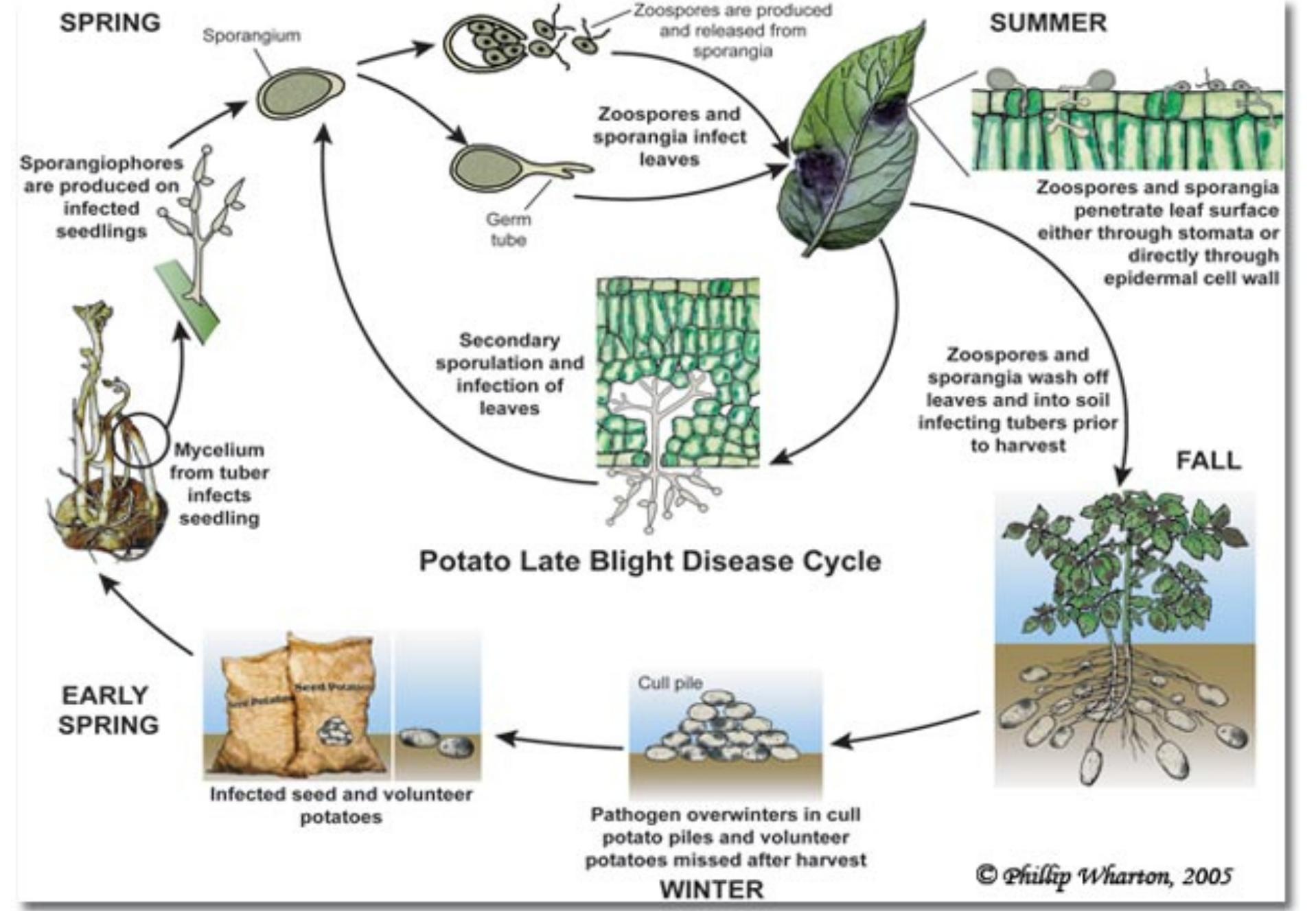 , 2. the life cycle of the late blight pathogen phythophtora