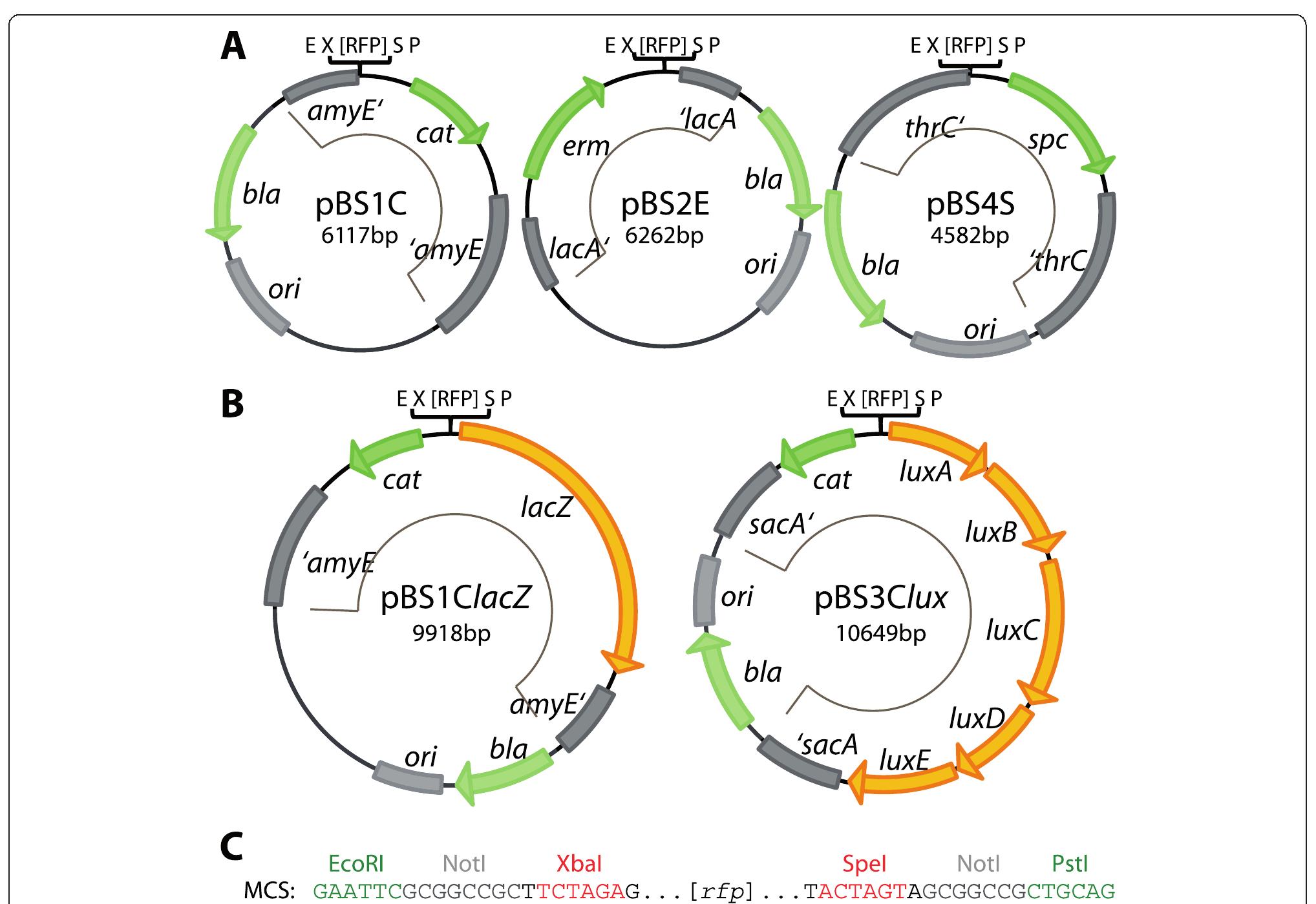Maps of the modified bacillus biobrick box-vectors in