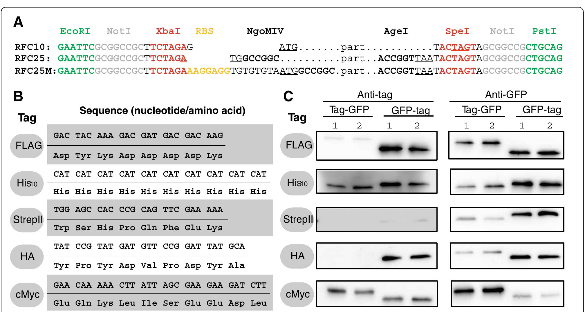 Epitope tags of the bacillus biobrick box. (a) pre- and