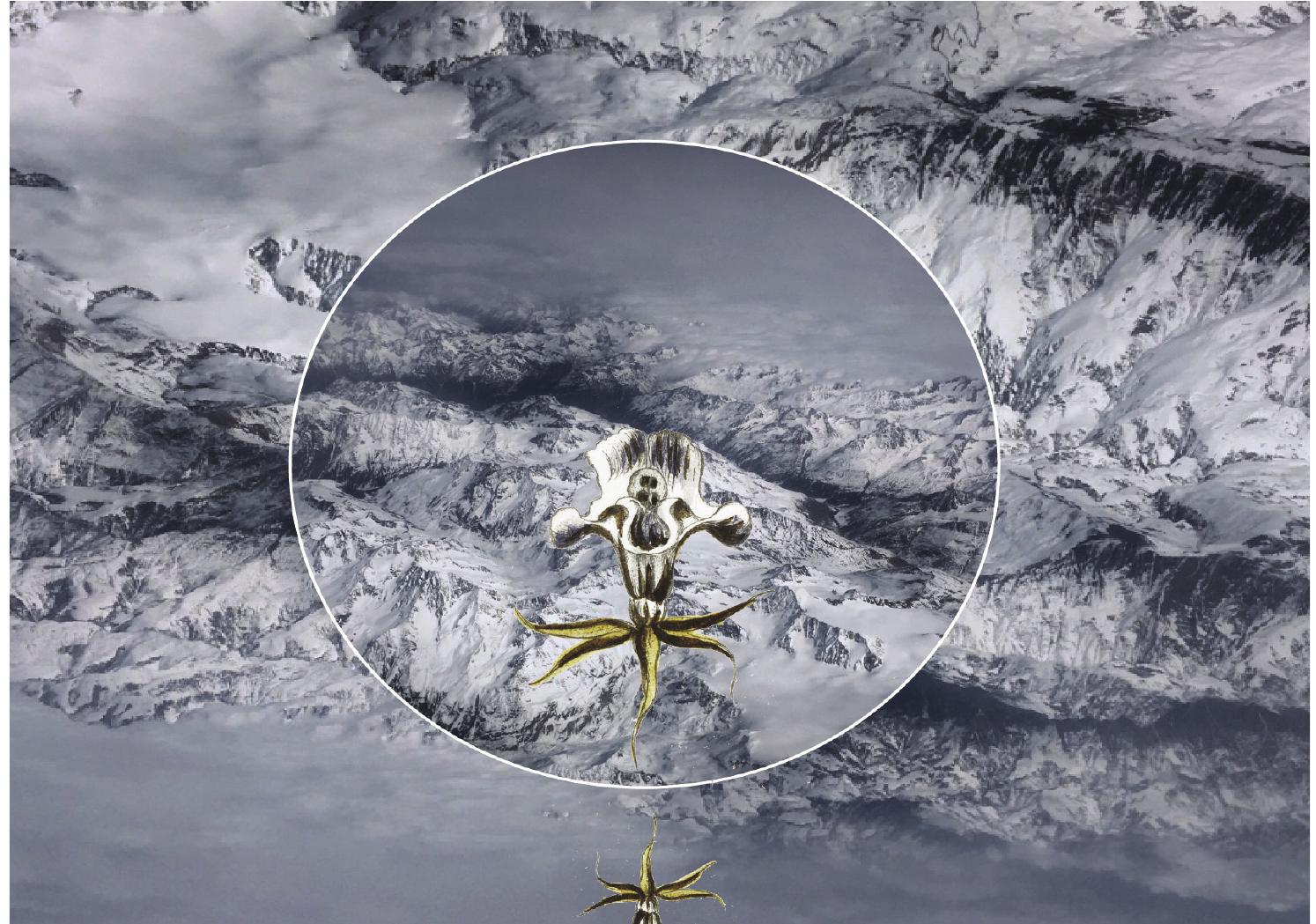 Anthropocene - extinct flowers and lost landscapes