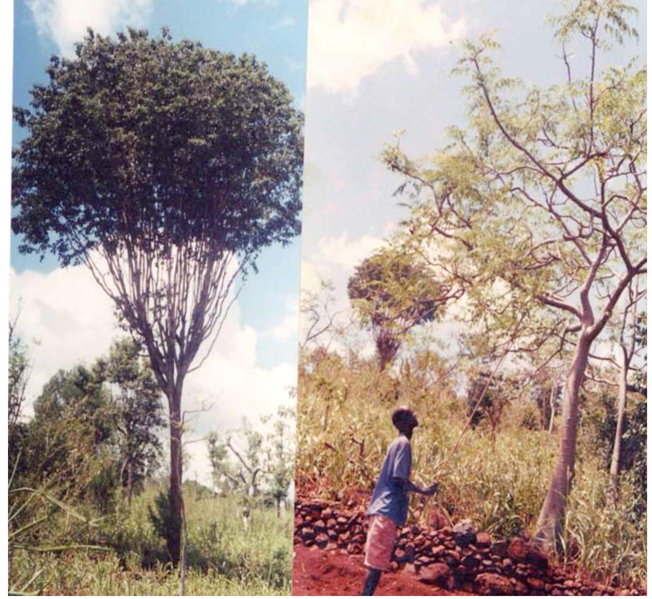 Konso is a dry land which is known for its best model