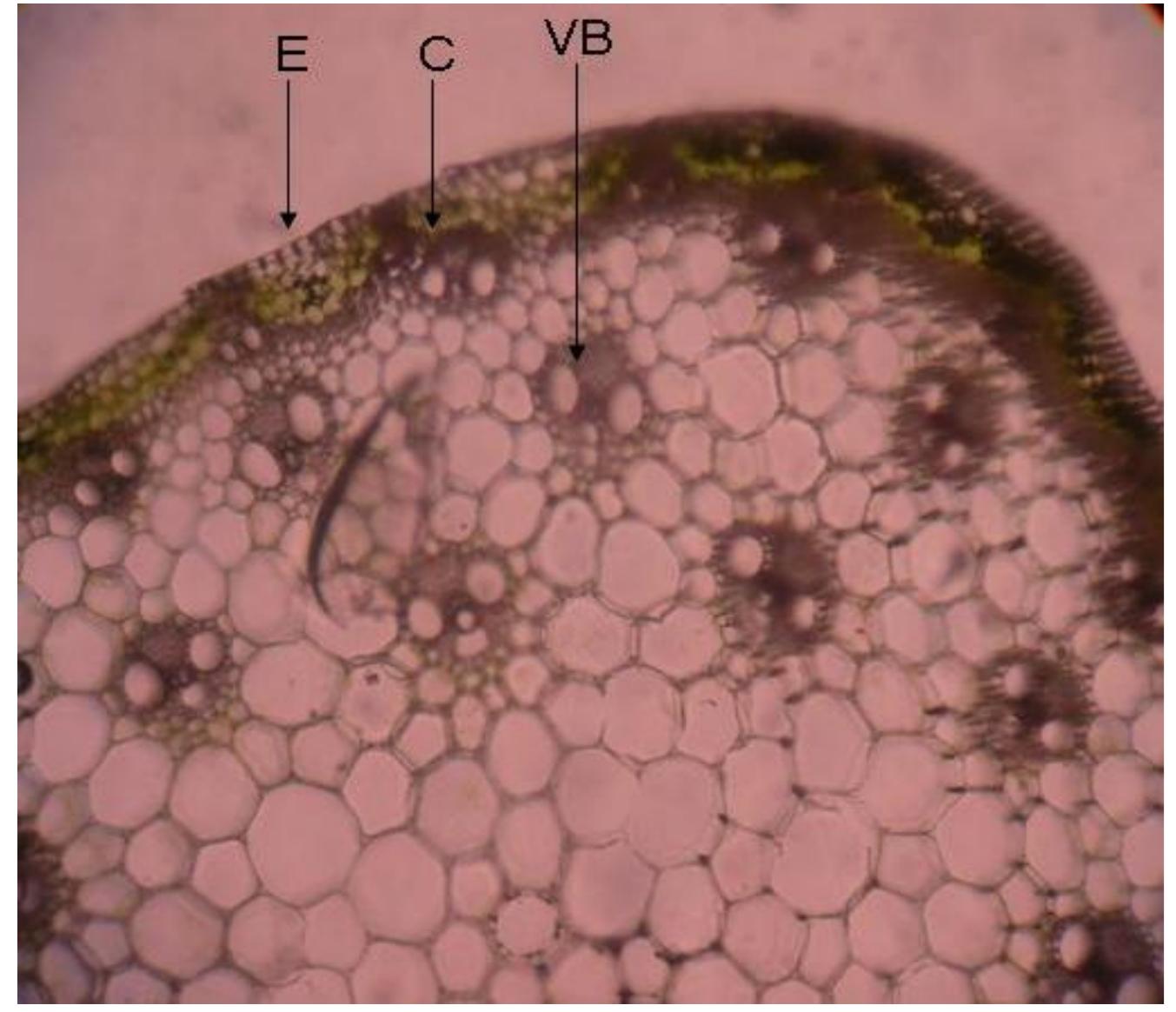 Transverse section of the stem (culm) (e, epidermis; c,