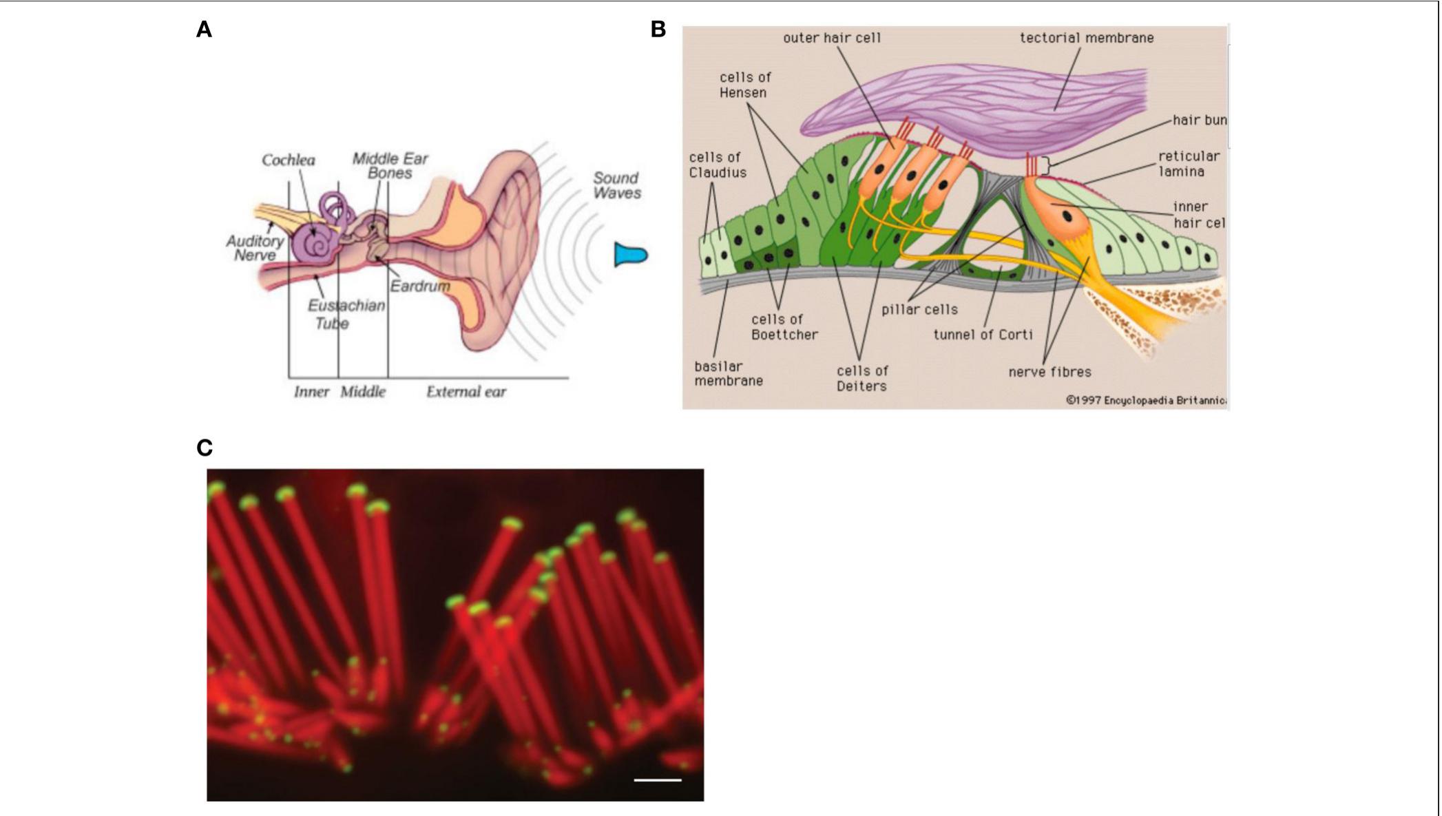 | anatomy of the ear. reprinted with permission from william