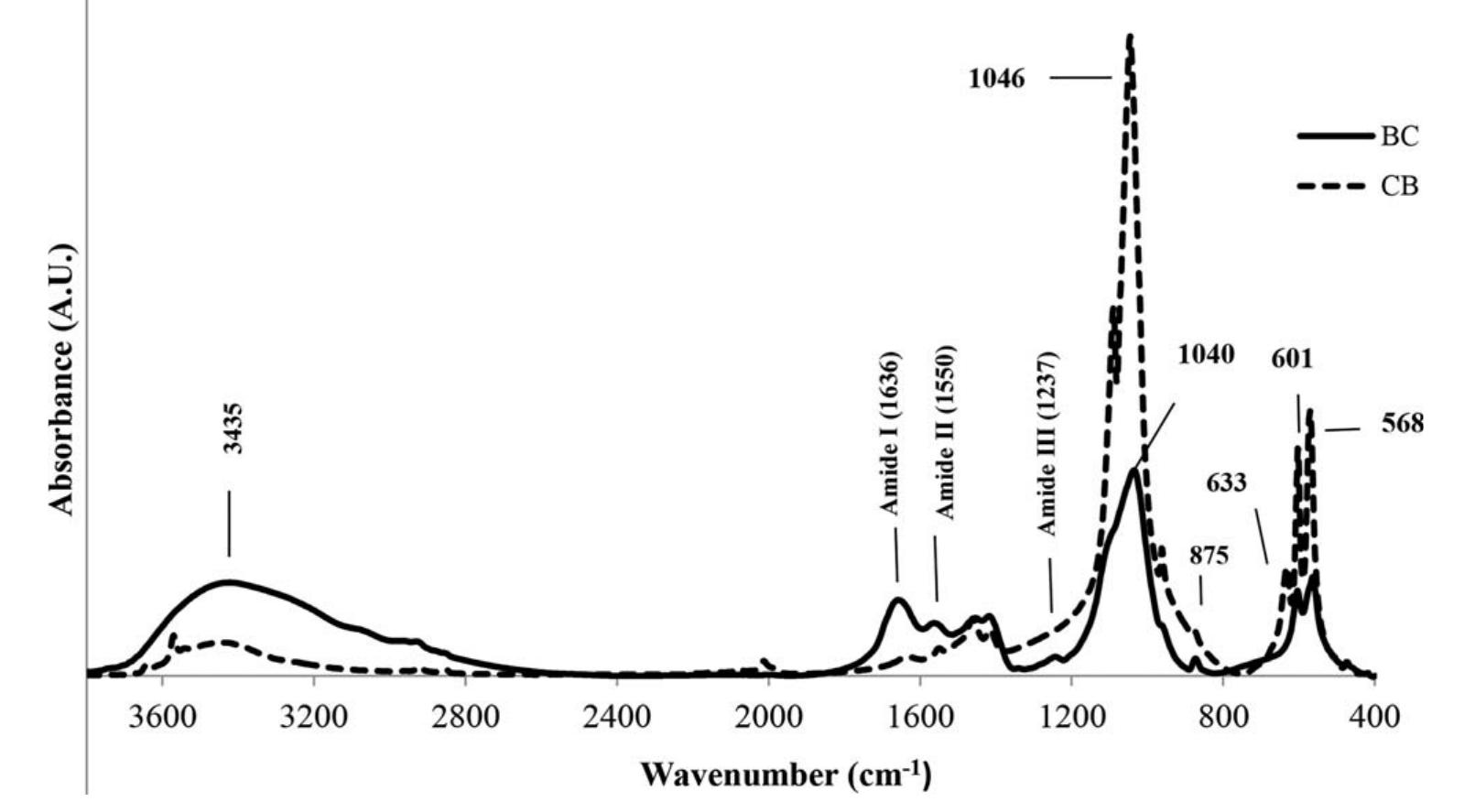 Ftir spectra of biocalcium (bc) and calcined bone (cb)