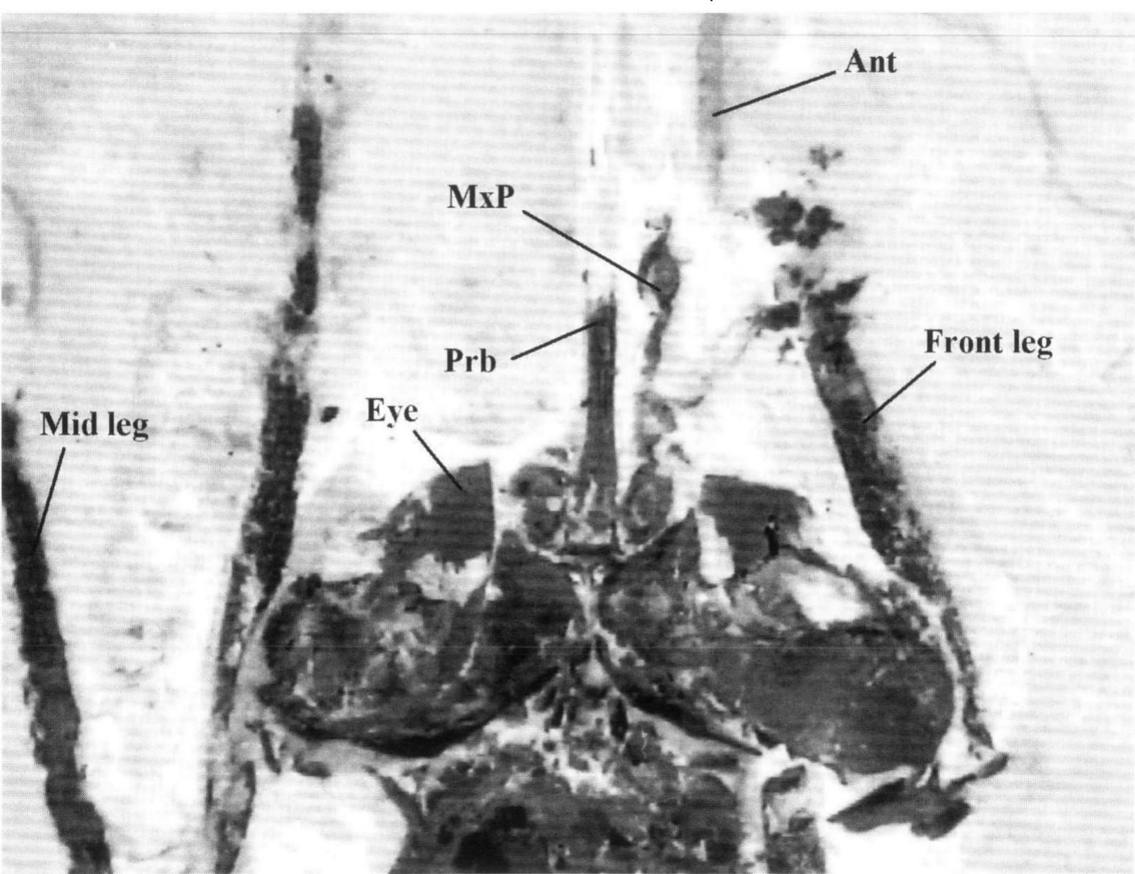 Parts of head and anterior legs of the holotype of cratomyia